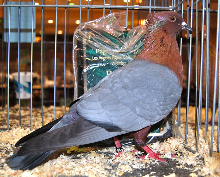 2011 SCCPC Archangle Results