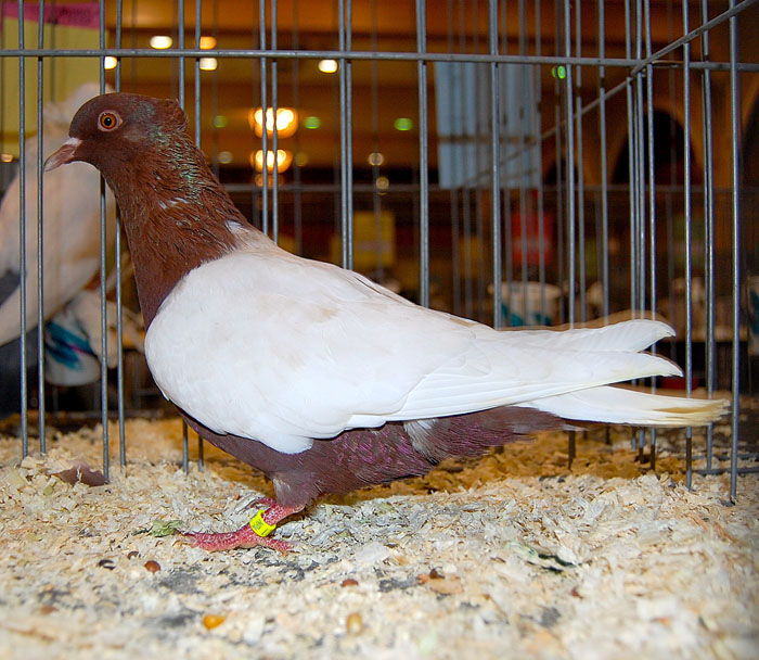 2011 SCCPC Archangle Results
