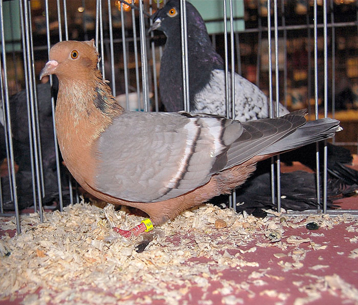 2011 SCCPC Archangle Results