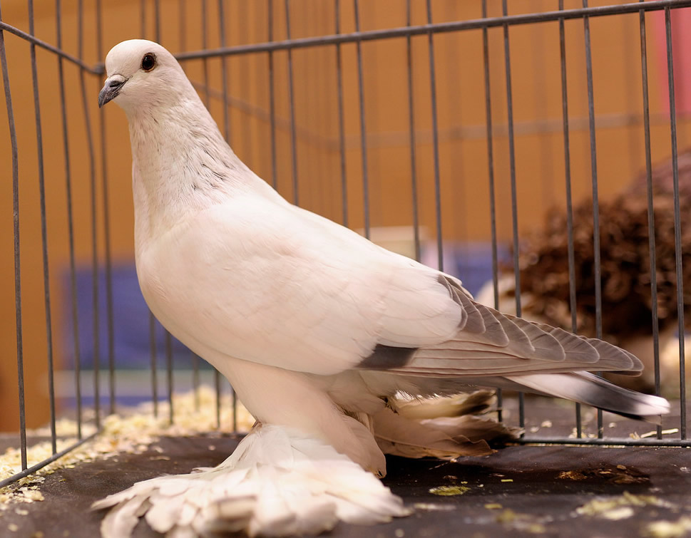 2011 Southern California Color Pigeon Club Annual Meet Show Results