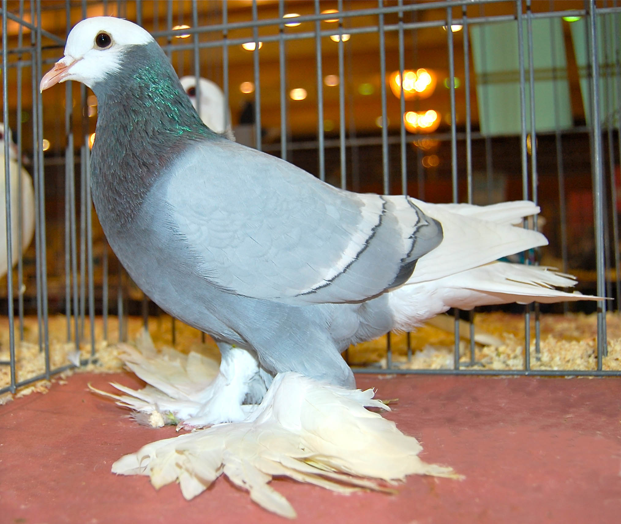 2011 Southern California Color Pigeon Club Annual Meet Show Results