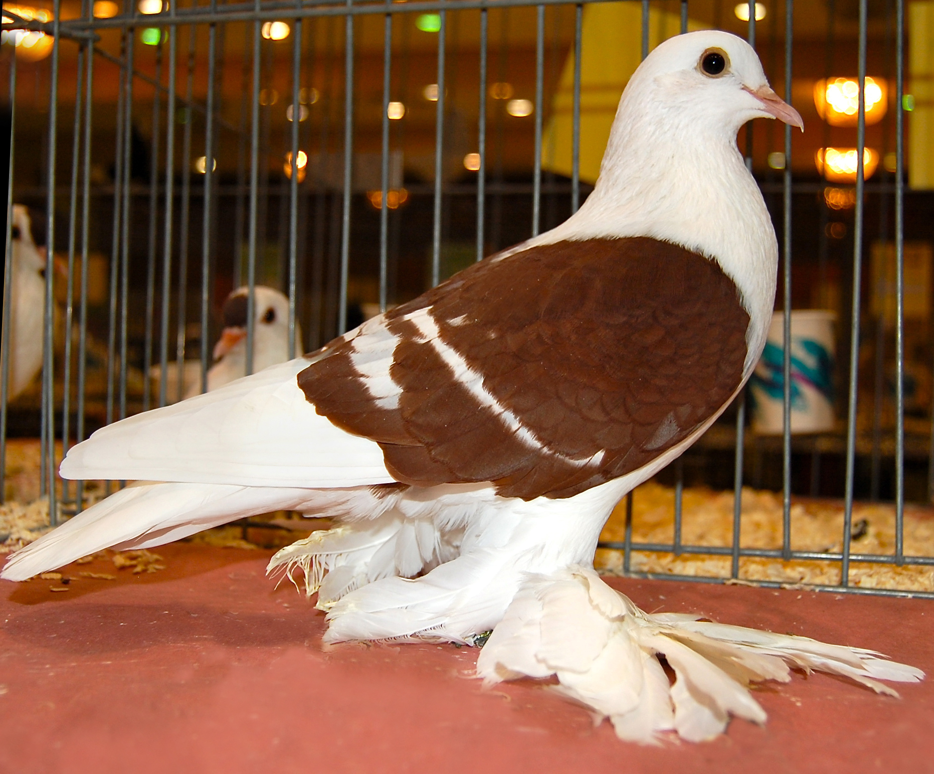 2011 Southern California Color Pigeon Club Annual Meet Show Results