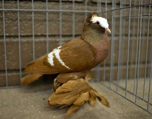 2011 Southern California Color Pigeon Club Annual Meet Show Results