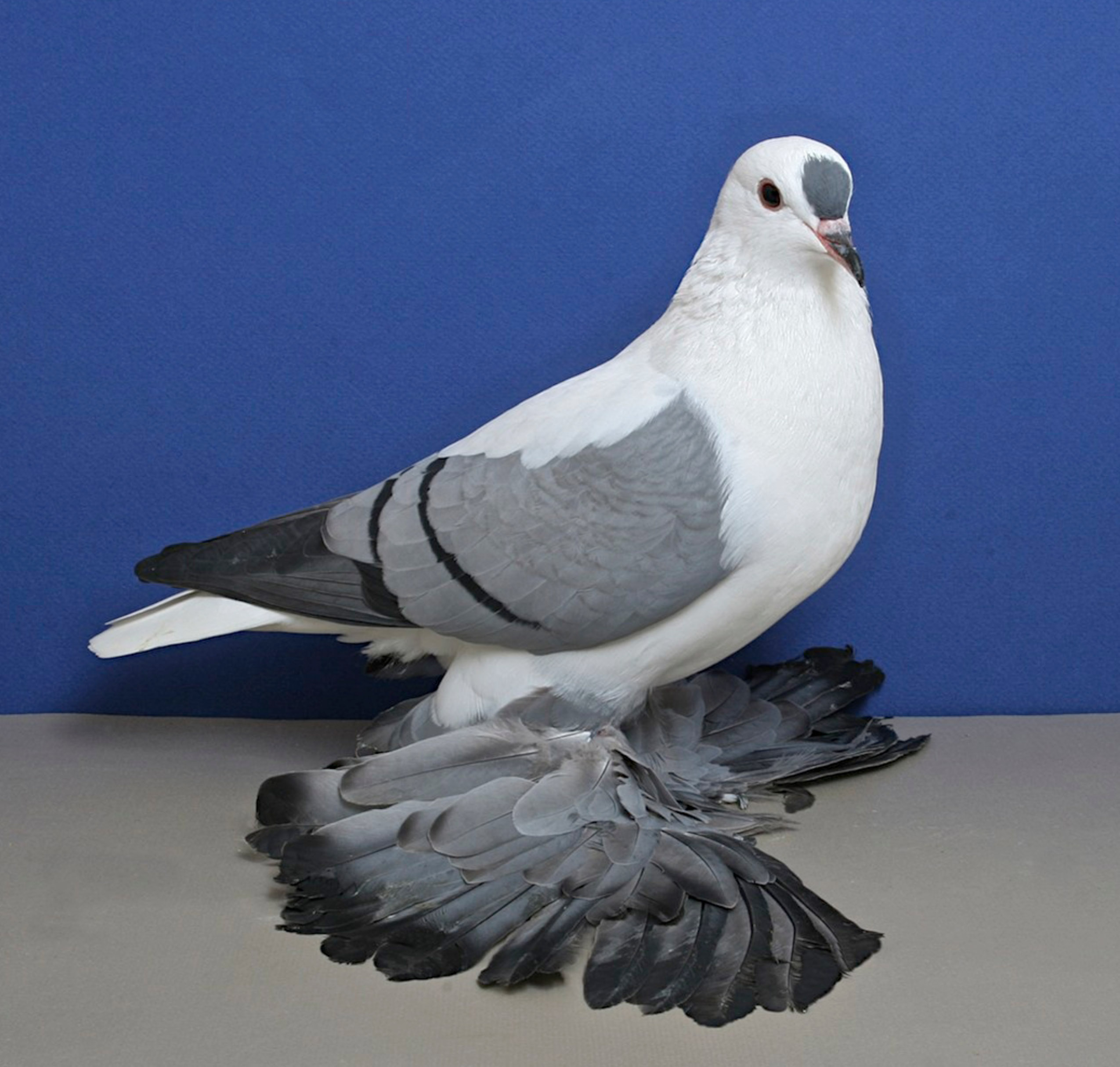 2011 Southern California Color Pigeon Club Annual Meet Show Results