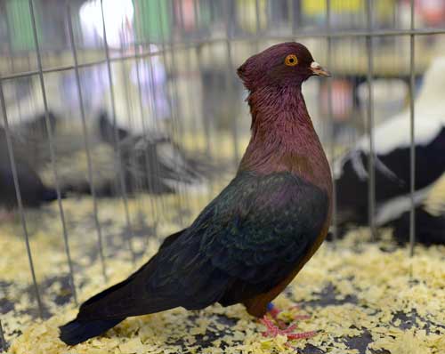 2011 Southern California Color Pigeon Club Annual Meet Show Results