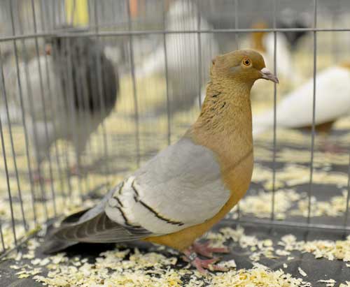 2011 Southern California Color Pigeon Club Annual Meet Show Results