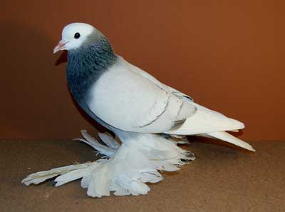 Southern California Color Pigeon Club Annual Meet Show Results