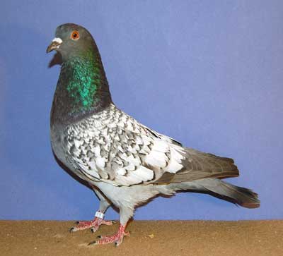 Southern California Color Pigeon Club Annual Meet Show Results