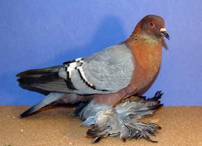 Southern California Color Pigeon Club Annual Meet Show Results