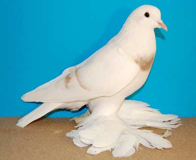 Southern California Color Pigeon Club Annual Meet Show Results