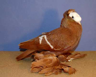 Southern California Color Pigeon Club Annual Meet Show Results