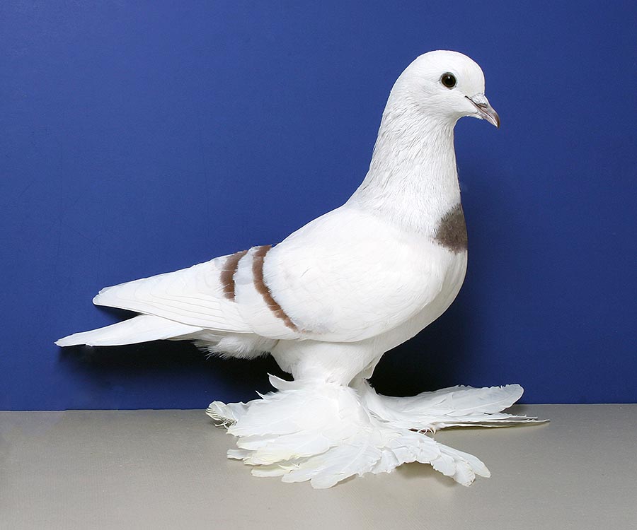 Website of the United Swallow Club