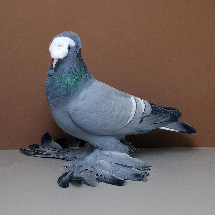 Website of the United Swallow Club