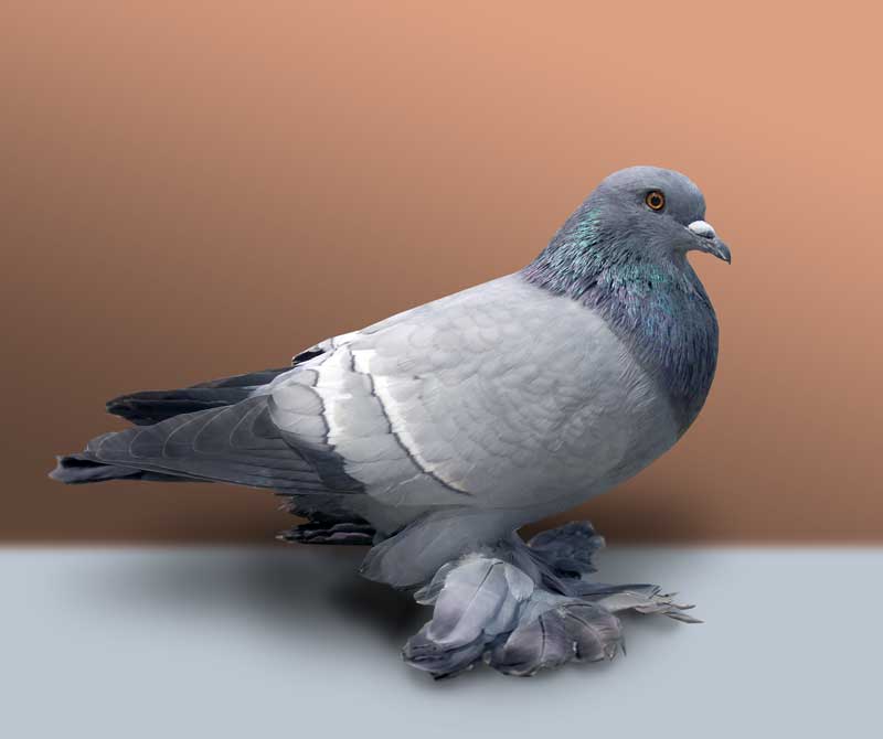 Website of the United Swallow Club