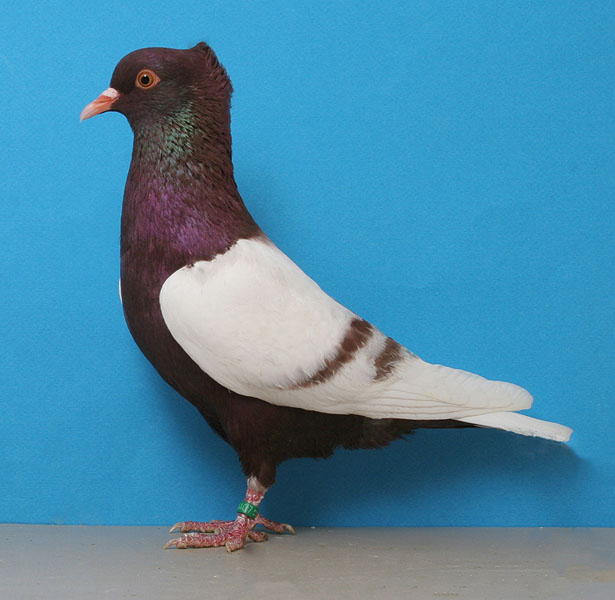 Website of the United Swallow Club