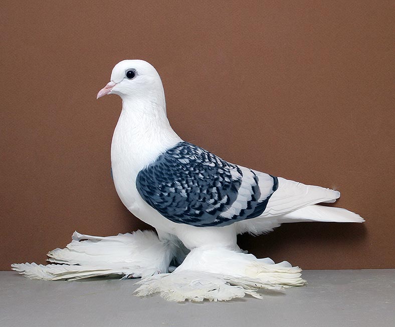 Website of the United Swallow Club